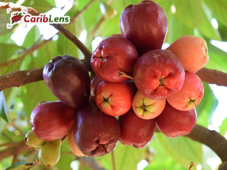 Jamaican otaheite apple still on tree