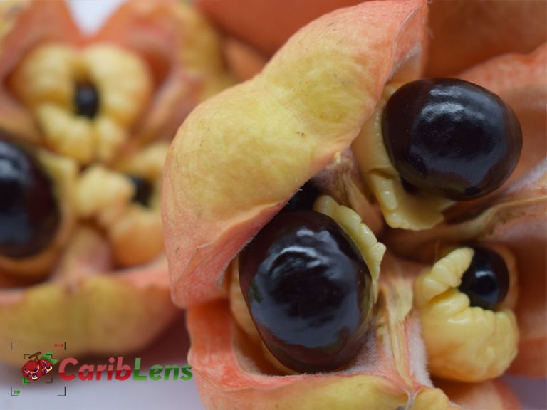 Jamaican Ackee - Cariblens